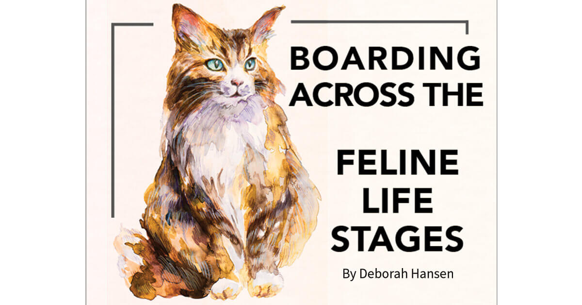 Cat Life Stages