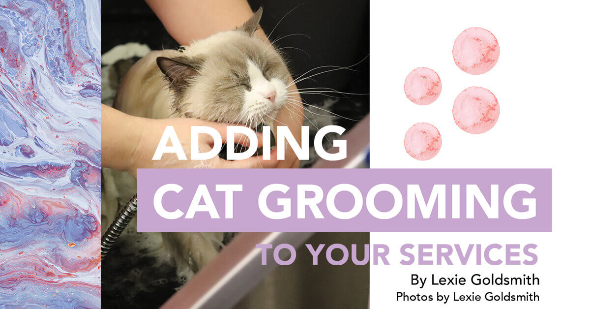 Adding Cat Grooming to Your Services